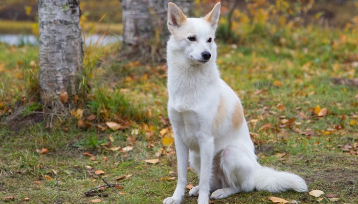 PPK kasvattajat :: Keski-Suomen Puna-mustat Pystykorvayhdistys ry